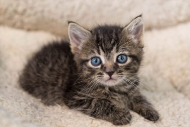 test-kitten – Cass County Public Library